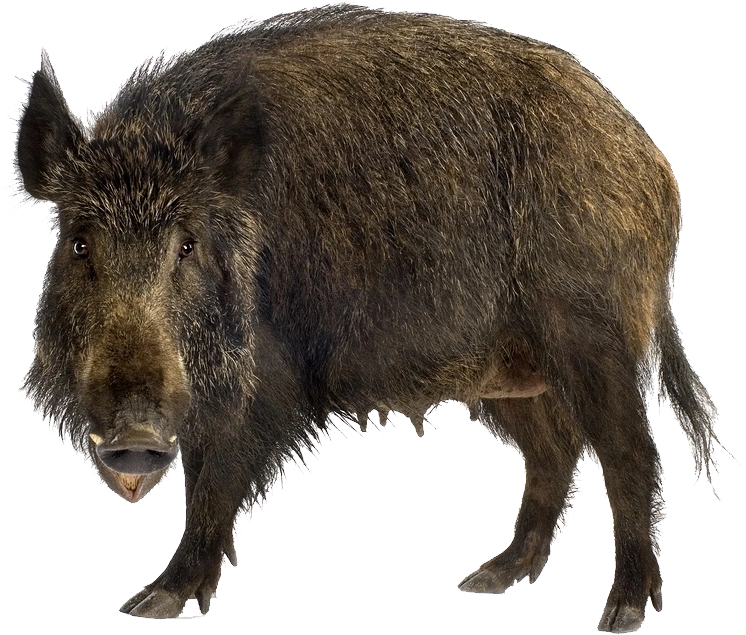 Wild Boar | Zoo tycoon movie Wikia | Fandom