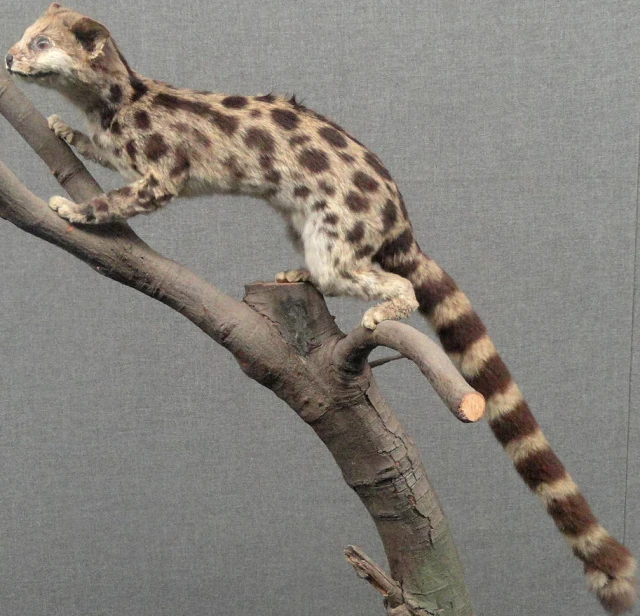 Spotted Linsang | Zoo tycoon movie Wikia | Fandom