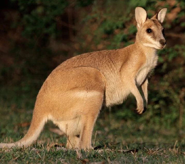 Agile Wallaby | Zoo tycoon movie Wikia | Fandom