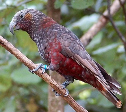 Kaka | Zoo tycoon movie Wikia | Fandom