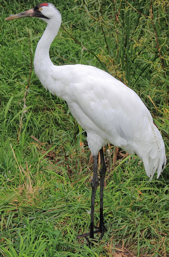 Whooping Crane | Zoo tycoon movie Wikia | Fandom