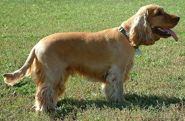 English Cocker Spaniel | Zoo tycoon movie Wikia | Fandom
