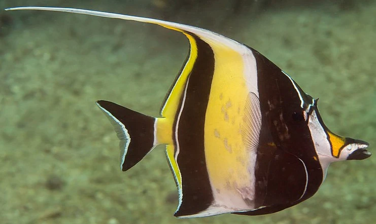 Moorish Idol | Zoo tycoon movie Wikia | Fandom