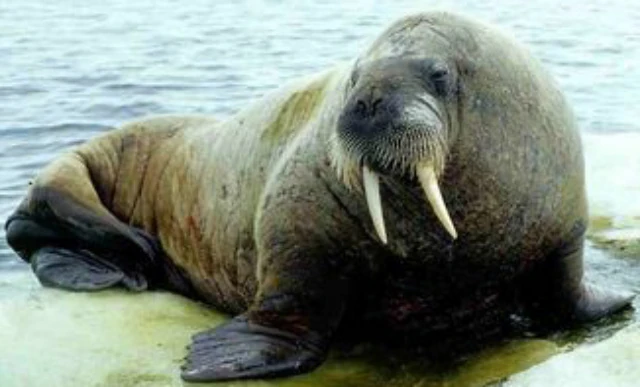 Atlantic Walrus | Zoo tycoon movie Wikia | Fandom