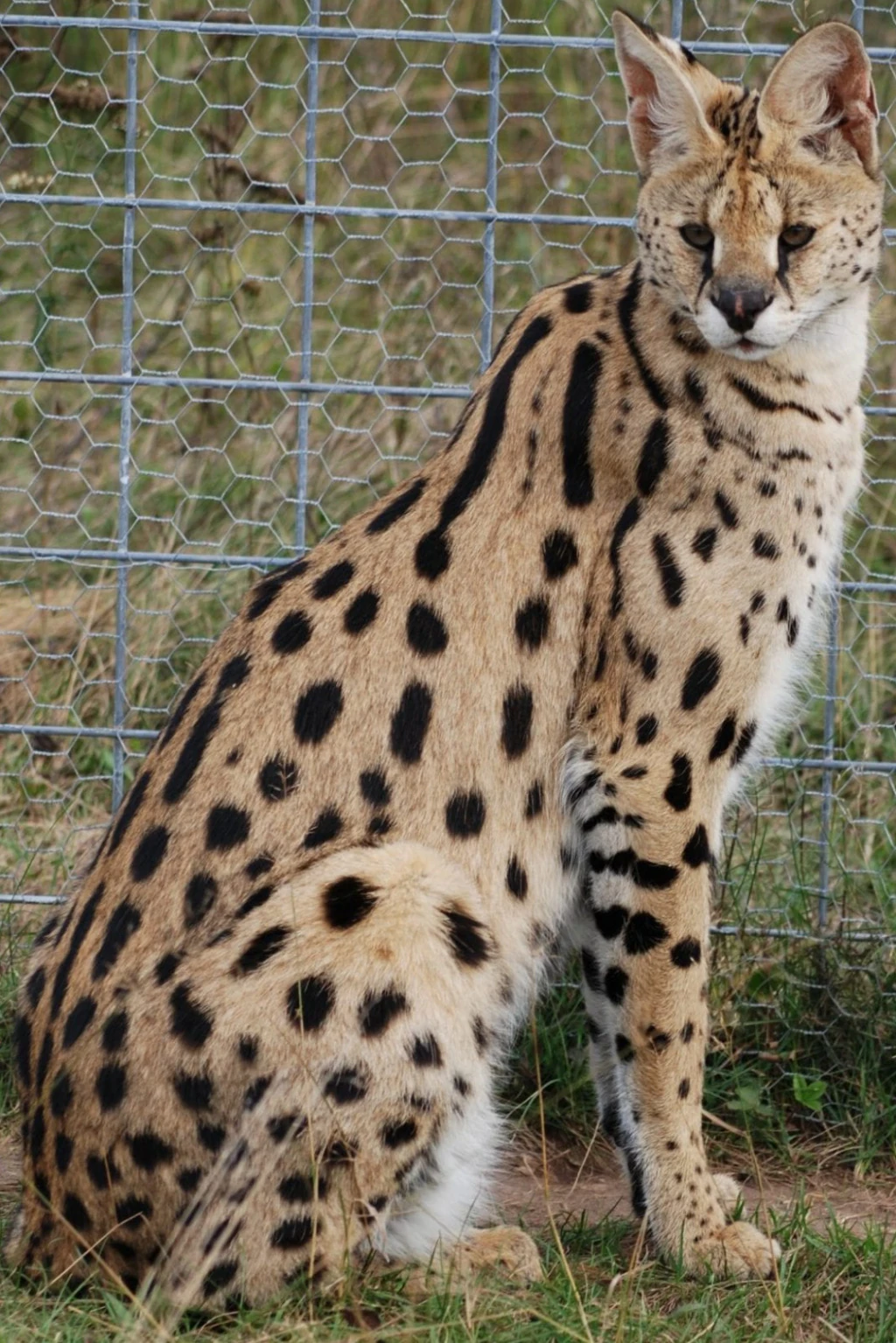 Serval | Zoo tycoon movie Wikia | Fandom
