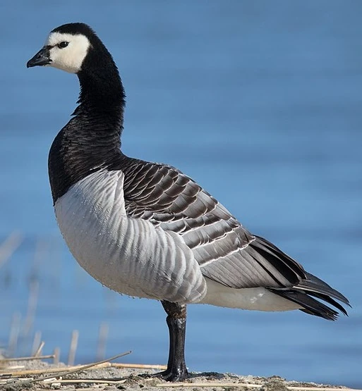 Barnacle Goose | Zoo tycoon movie Wikia | Fandom