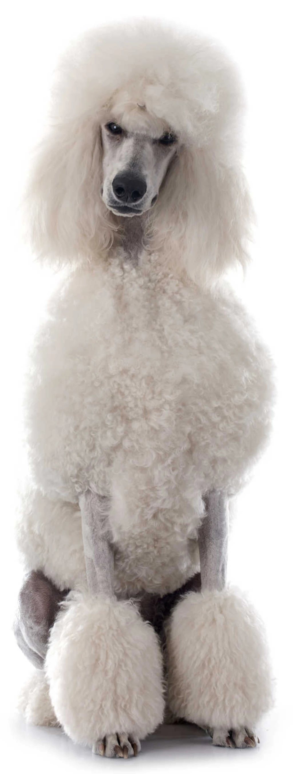 Poodle | Zoo tycoon movie Wikia | Fandom