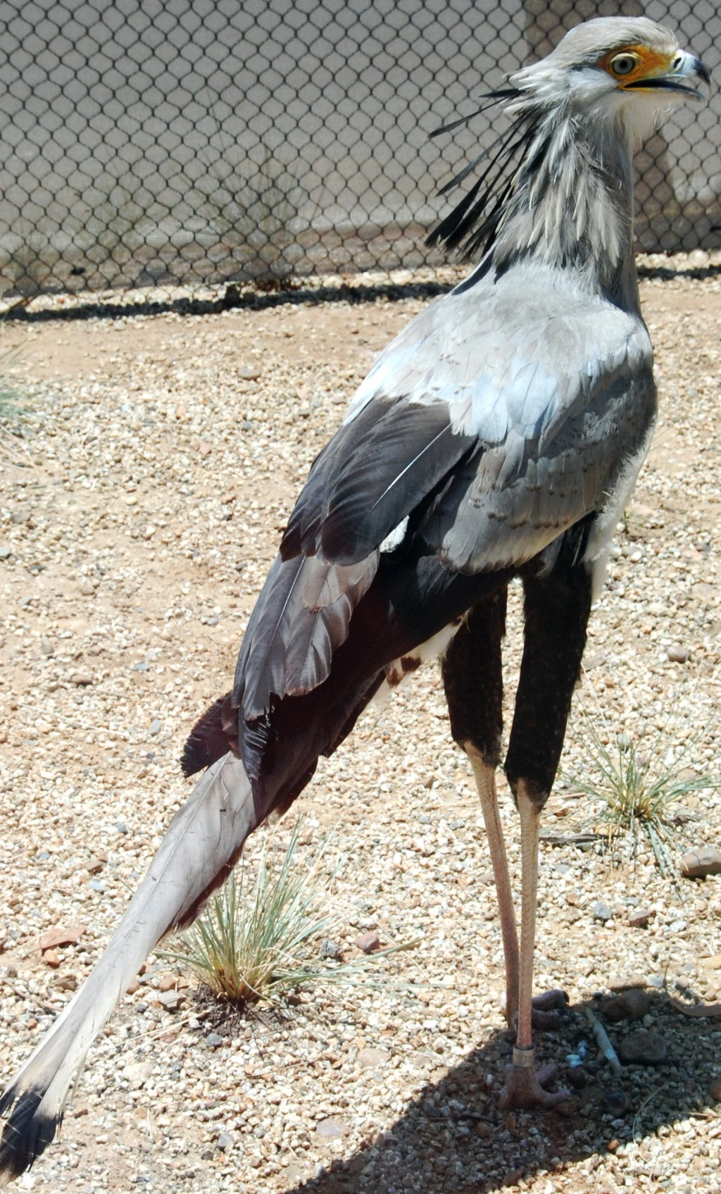 Secretary Bird | Zoo tycoon movie Wikia | Fandom