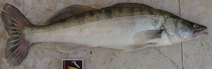 Zander | Zoo tycoon movie Wikia | Fandom