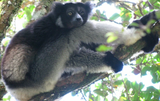 Indri | Zoo tycoon movie Wikia | Fandom