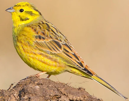 Yellowhammer | Zoo tycoon movie Wikia | Fandom