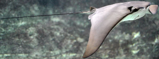 Cownose Ray | Zoo tycoon movie Wikia | Fandom