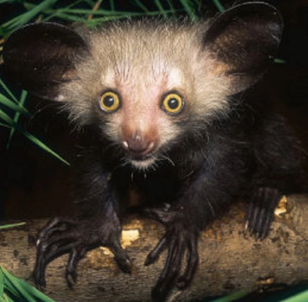 Aye-Aye | Zoo tycoon movie Wikia | Fandom