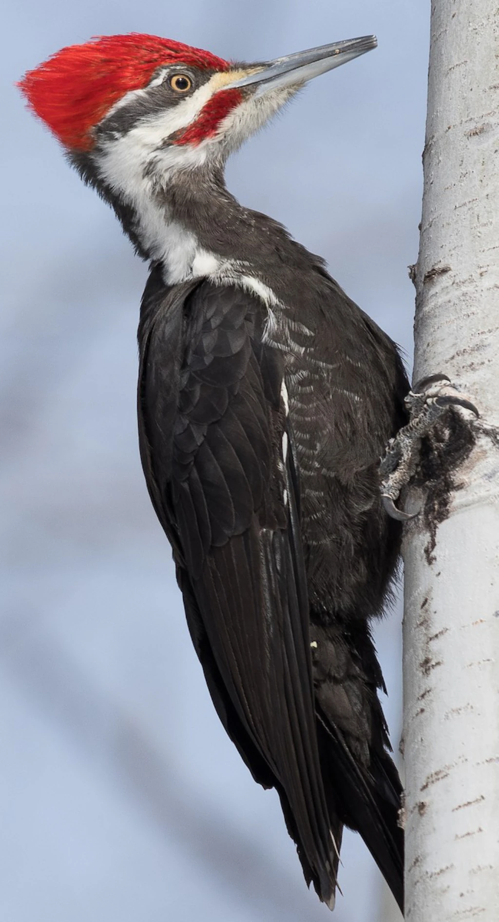 Pileated Woodpecker Juvenile