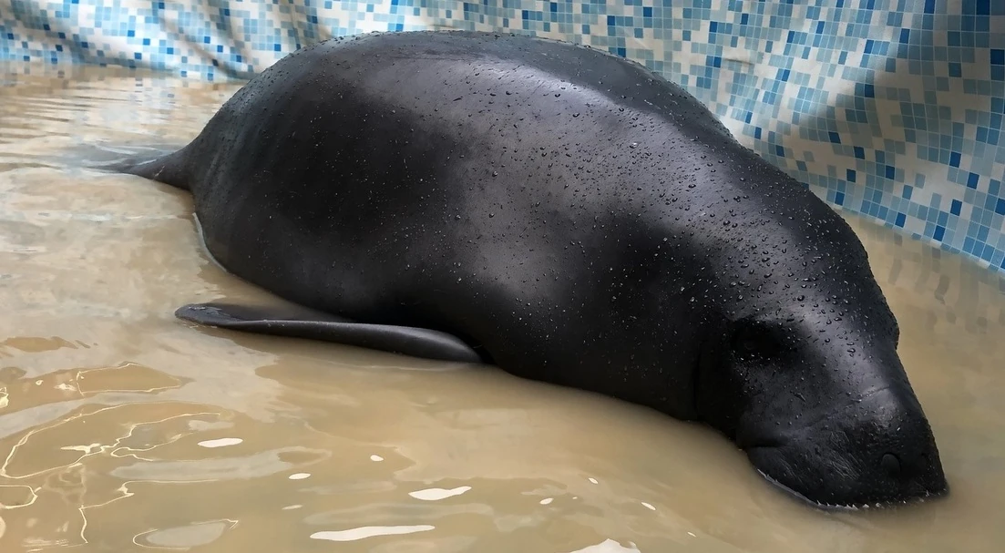 Amazonian Manatee | Zoo tycoon movie Wikia | Fandom