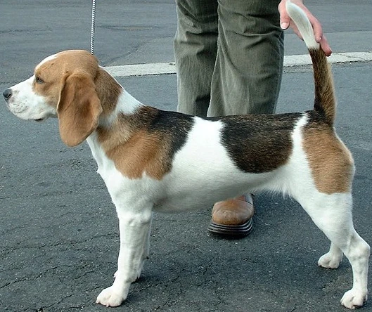 Beagle | Zoo tycoon movie Wikia | Fandom
