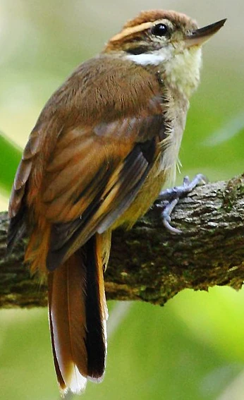 Plains Xenops | Zoo tycoon movie Wikia | Fandom