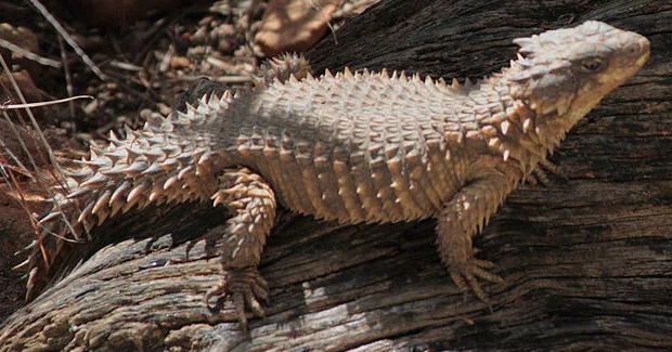 Giant Girdled Lizard | Zoo tycoon movie Wikia | Fandom