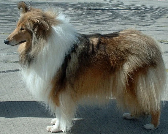 Rough Collie | Zoo tycoon movie Wikia | Fandom
