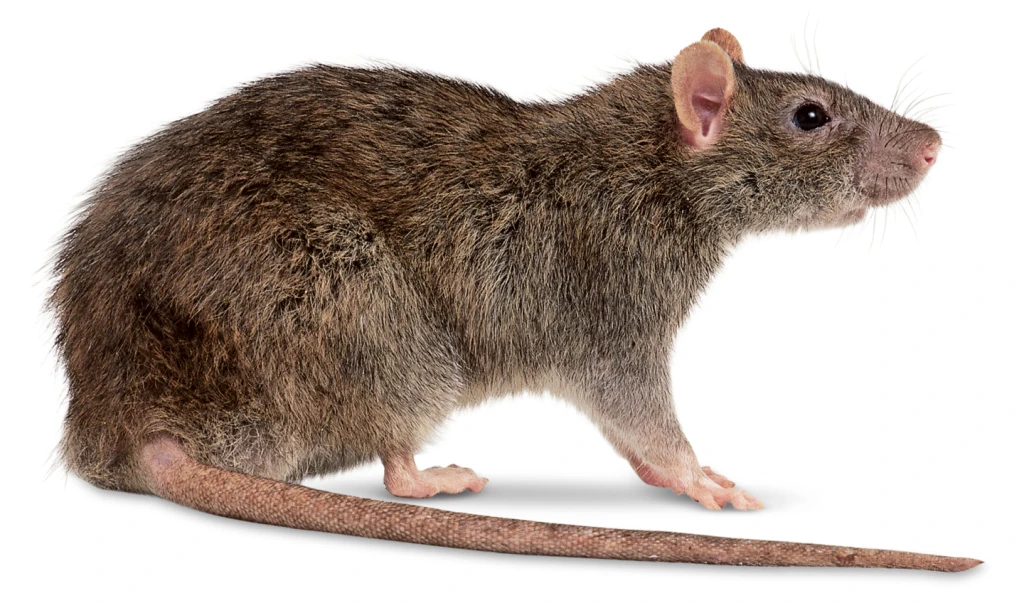 Brown Rat | Zoo tycoon movie Wikia | Fandom