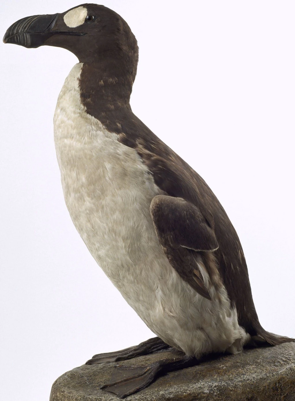 Great Auk | Zoo tycoon movie Wikia | Fandom