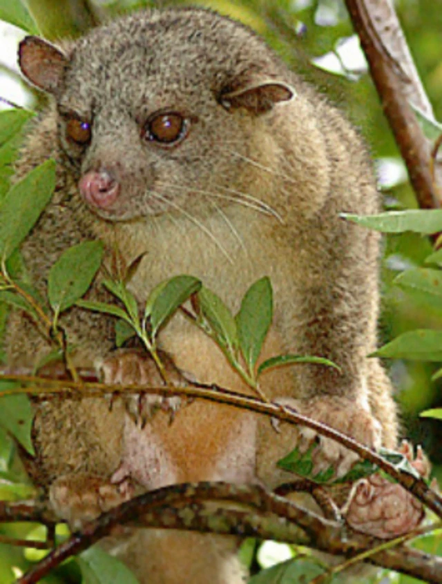 Northern Olingo | Zoo tycoon movie Wikia | Fandom