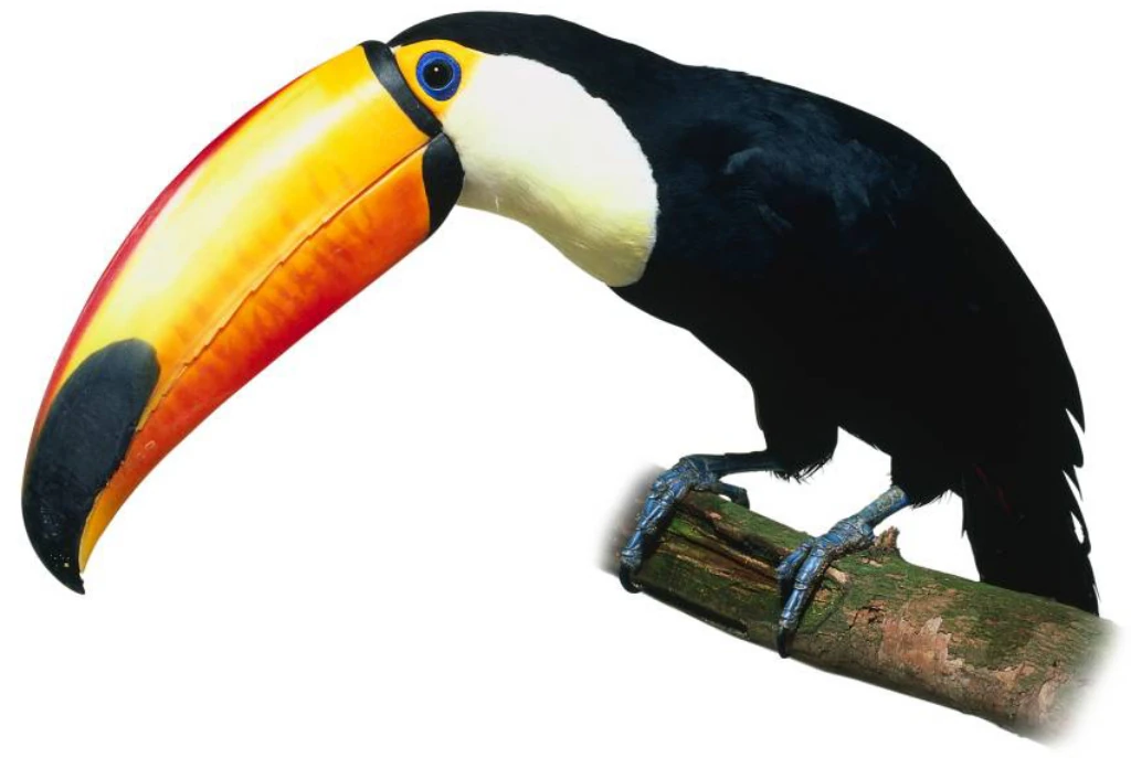 Toco Toucan | Zoo tycoon movie Wikia | Fandom