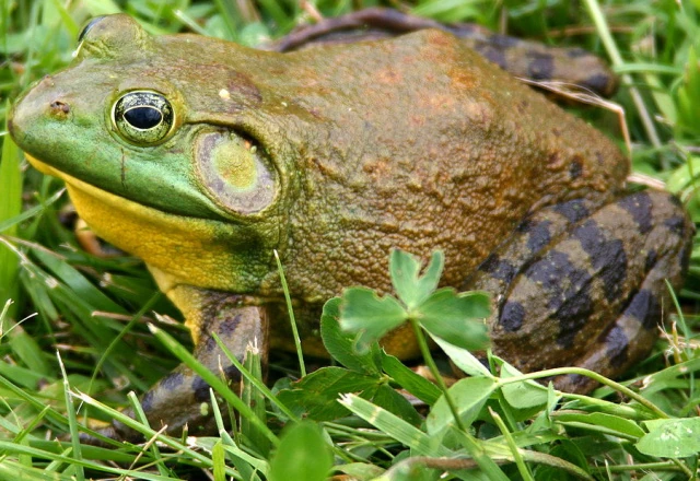 American Bullfrog | Zoo tycoon movie Wikia | Fandom