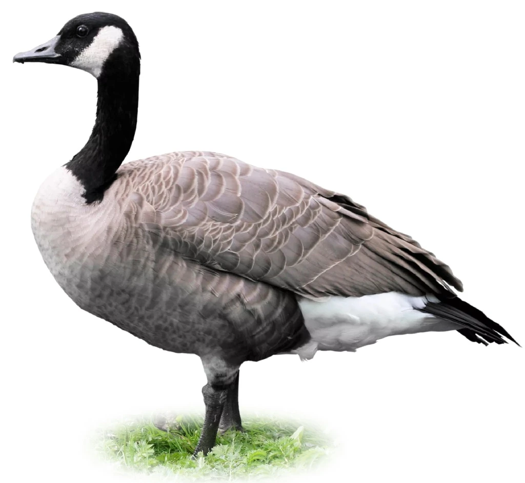 Category:Geese | Zoo tycoon movie Wikia | Fandom