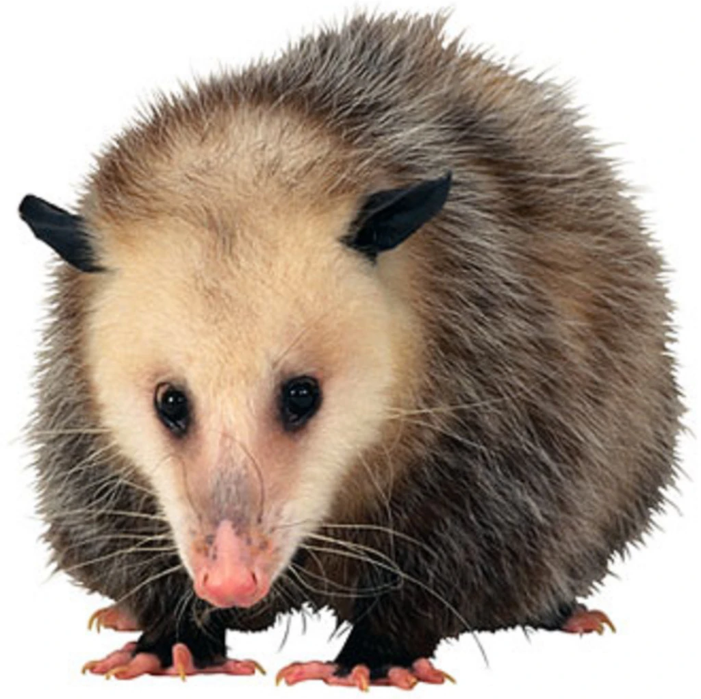 Virginia Opossum | Zoo tycoon movie Wikia | Fandom