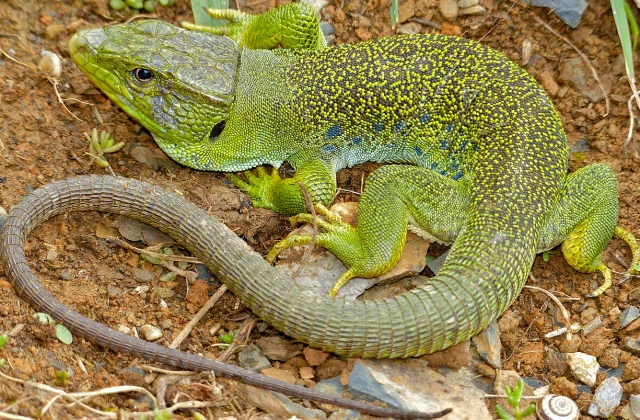 Ocellated Lizard | Zoo tycoon movie Wikia | Fandom
