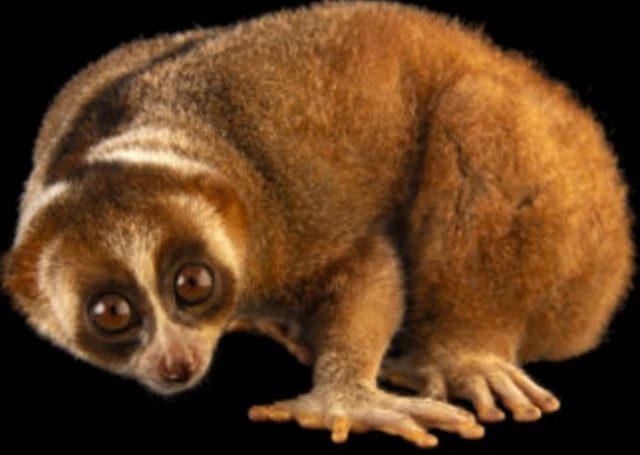 Bengal Slow Loris | Zoo tycoon movie Wikia | Fandom