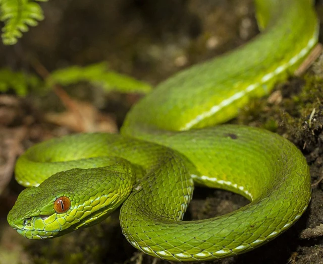 Chinese Tree Viper | Zoo tycoon movie Wikia | Fandom