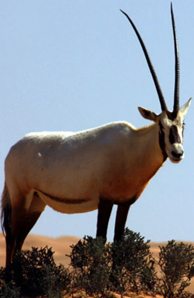Arabian Oryx | Zoo tycoon movie Wikia | Fandom