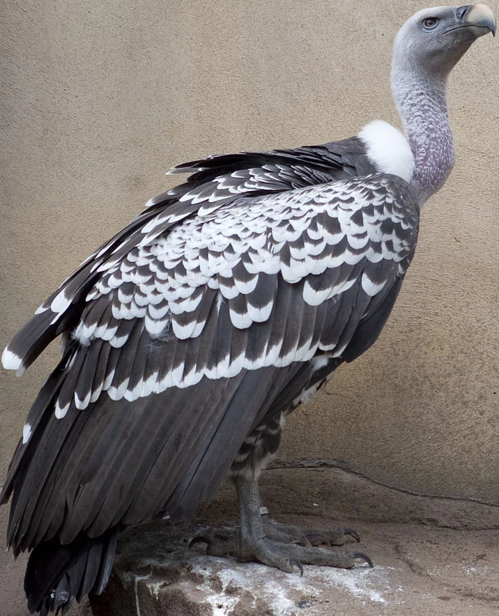 Ruppell's Griffon Vulture | Zoo tycoon movie Wikia | Fandom