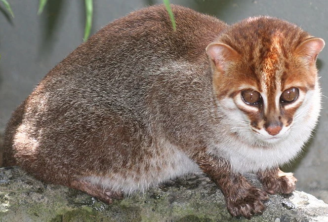 Flat-headed Cat | Zoo tycoon movie Wikia | Fandom