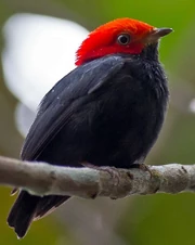 Red-headed Manakin | Zoo tycoon movie Wikia | Fandom
