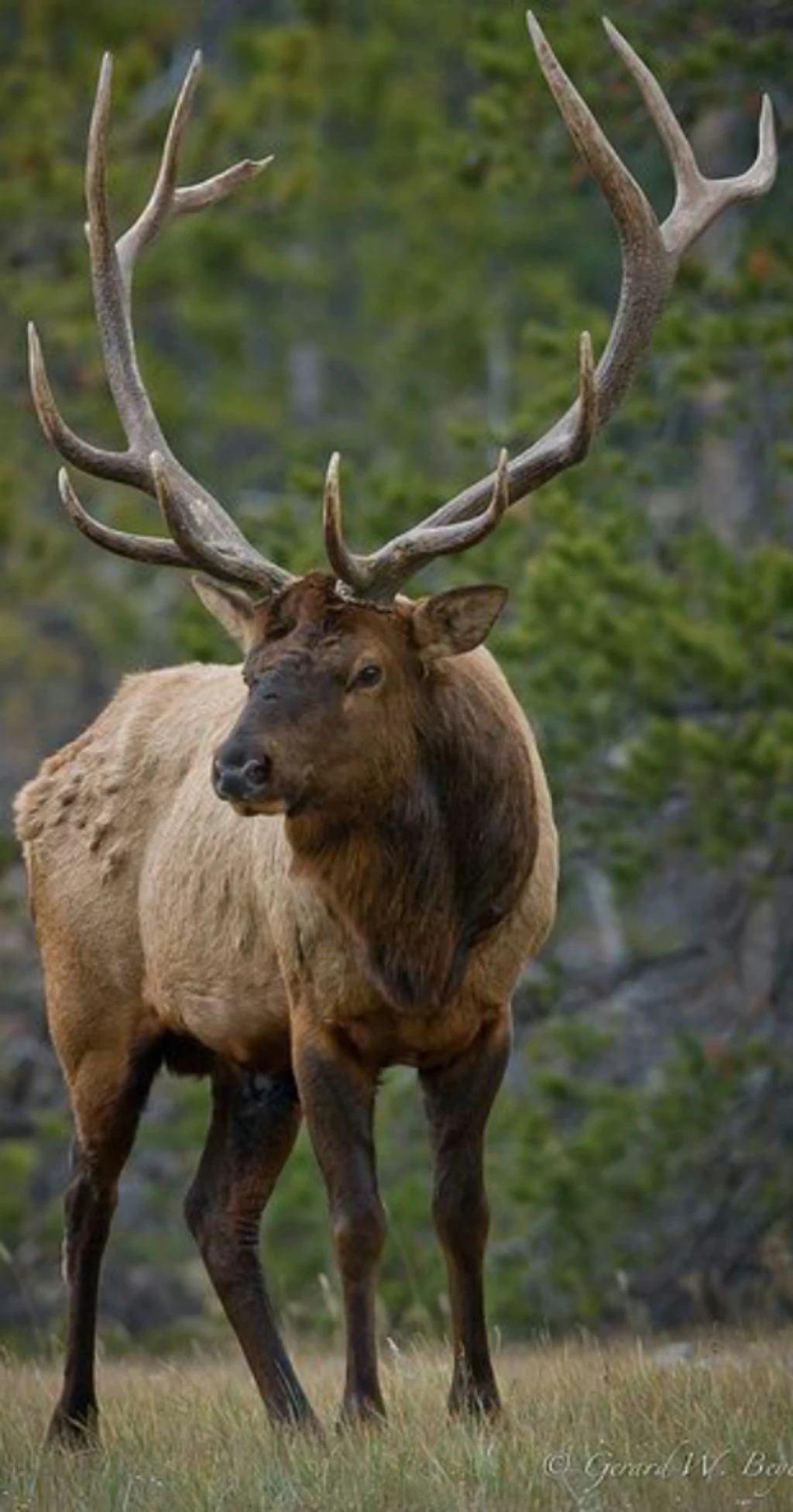 Rocky Mountain Elk | Zoo tycoon movie Wikia | Fandom