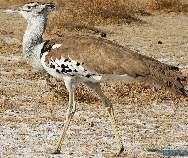 Kori Bustard | Zoo tycoon movie Wikia | Fandom