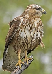 Common Buzzard | Zoo tycoon movie Wikia | Fandom