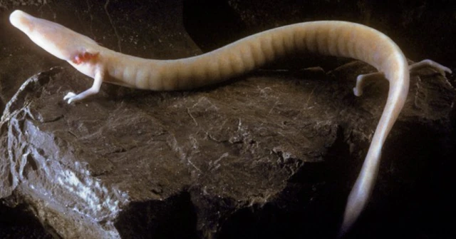 Olm | Zoo tycoon movie Wikia | Fandom