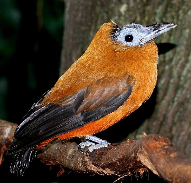 Capuchinbird | Zoo tycoon movie Wikia | Fandom