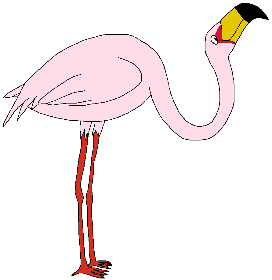 James's Flamingo | Zoo Venture Wiki | Fandom