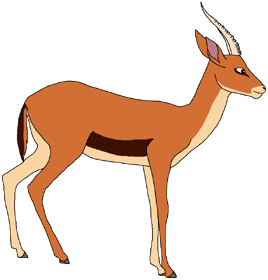Chinkara | Zoo Venture Wiki | Fandom
