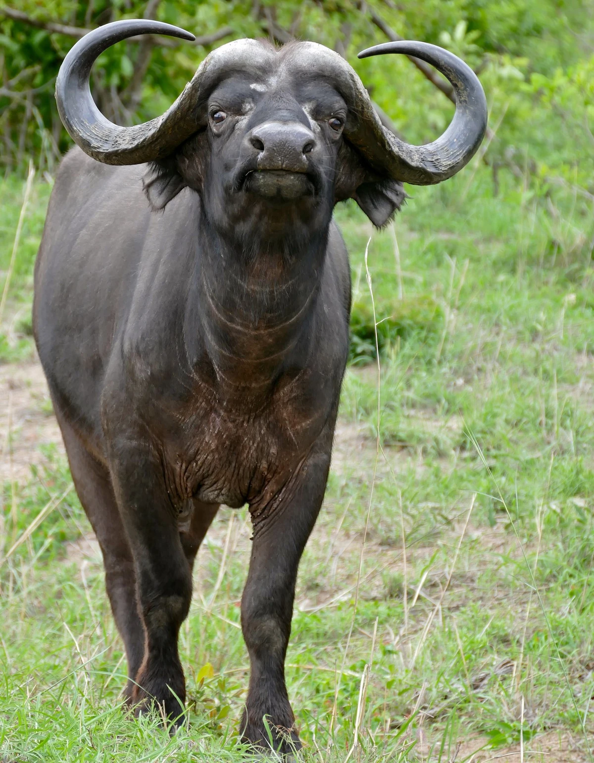 Cape Buffalo | Zoo World Builder Wiki | Fandom