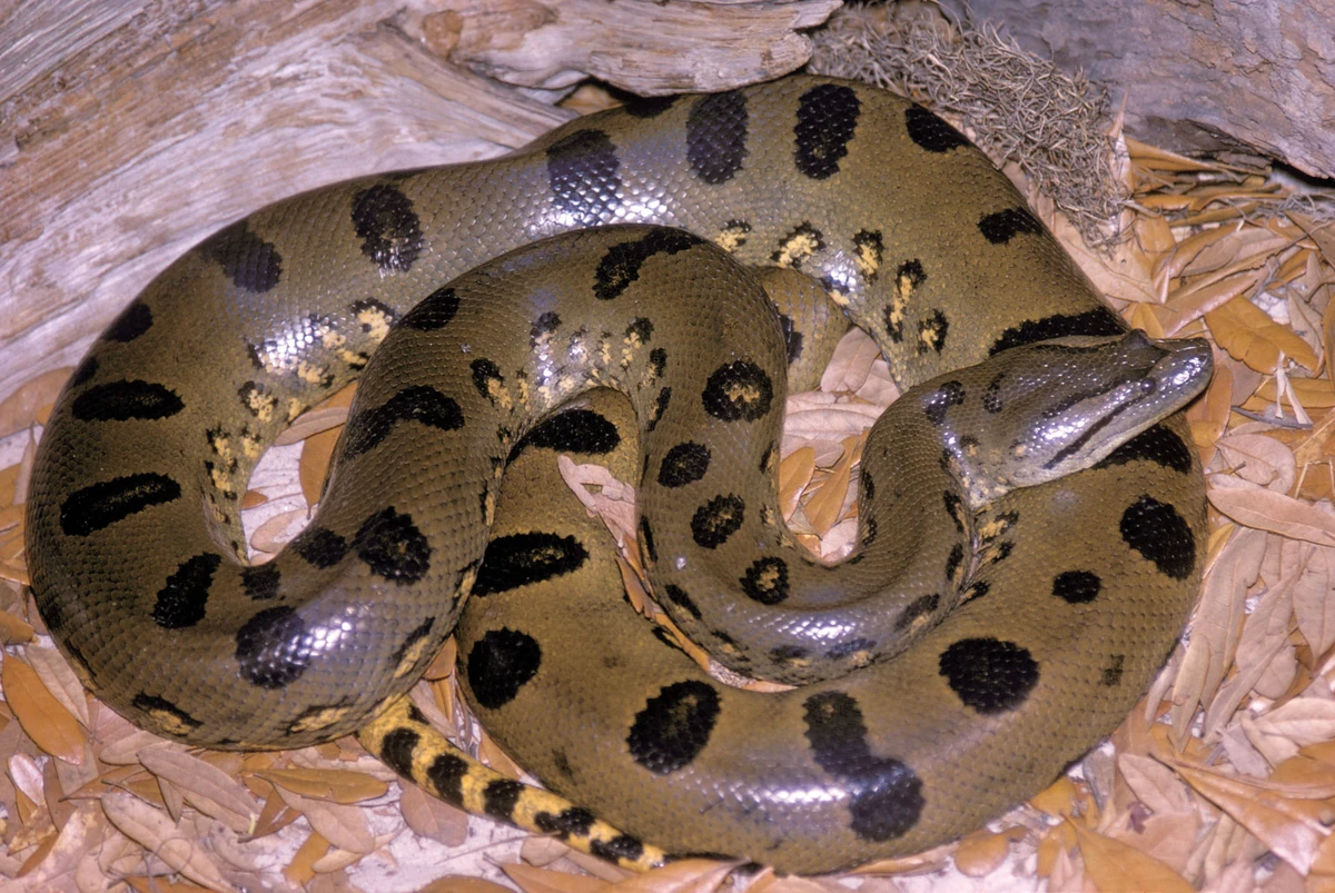 Green Anaconda | Zoo World Builder Wiki | Fandom