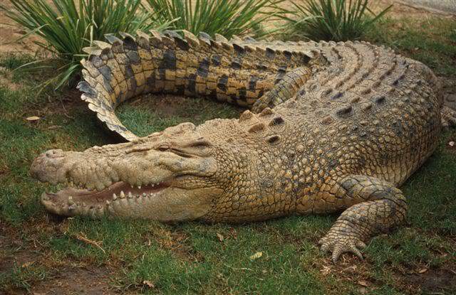 Saltwater Crocodile | Zoo World Builder Wiki | Fandom Saltwater Crocodile | Zoo World Builder Wiki | Fandom