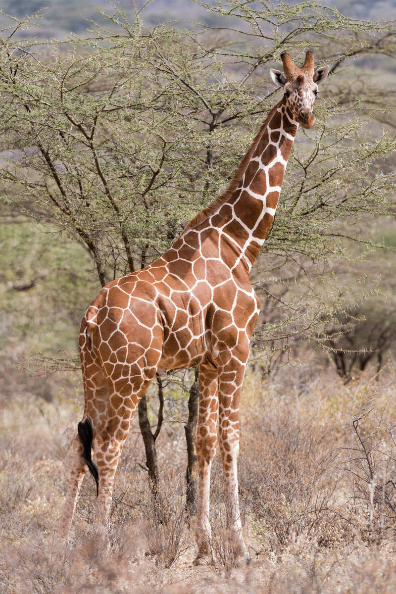 Reticulated Giraffe | Zoo World Builder Wiki | Fandom