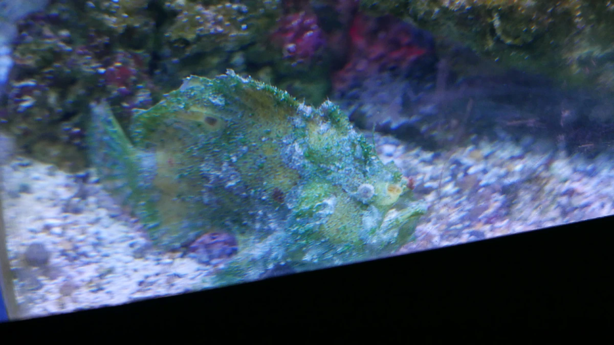 Painted Frogfish | Zoo Wiki | Fandom