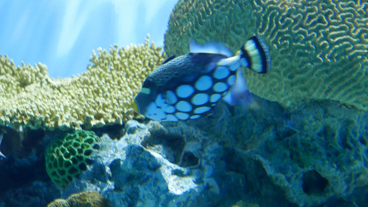 Clown Triggerfish | Zoo Wiki | Fandom